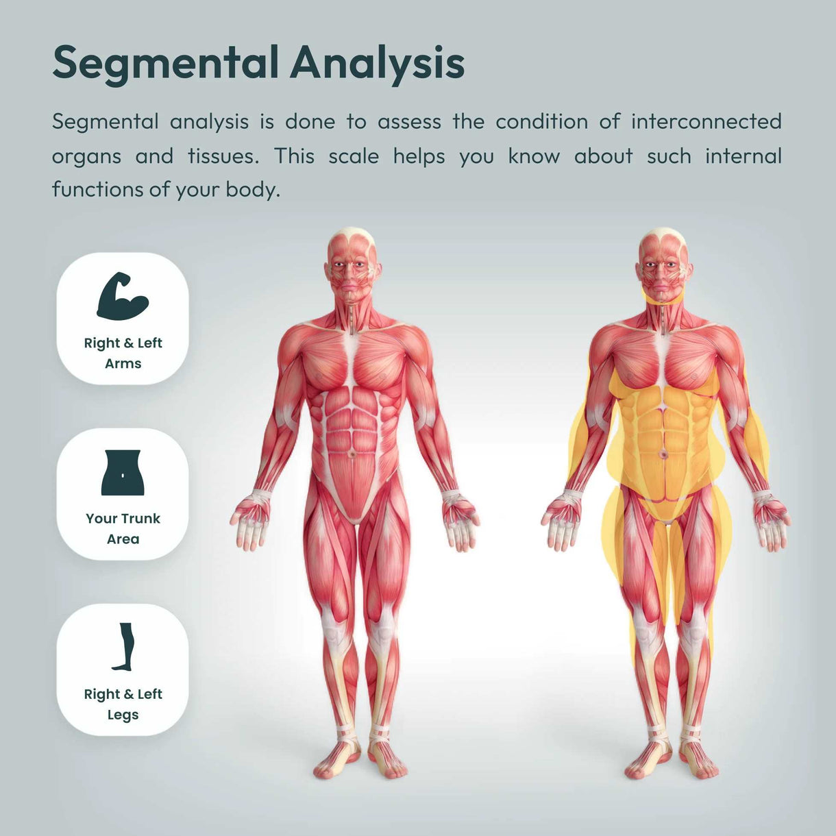 Optimize Health with Actofit SmartScale Pro Max